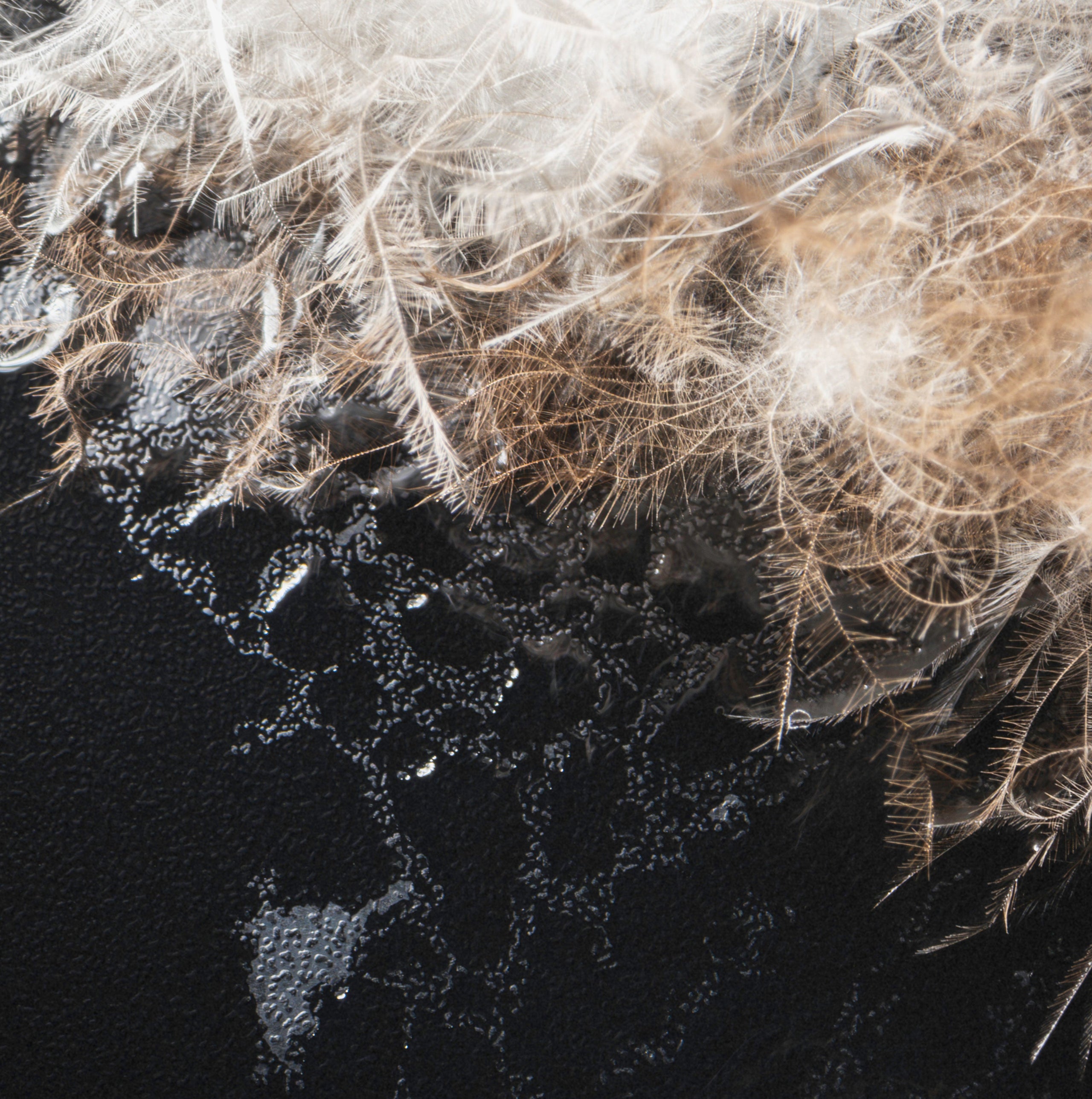 Zenbivy Ultralight Quilt | Premium, Ultralight Backpacking Quilt