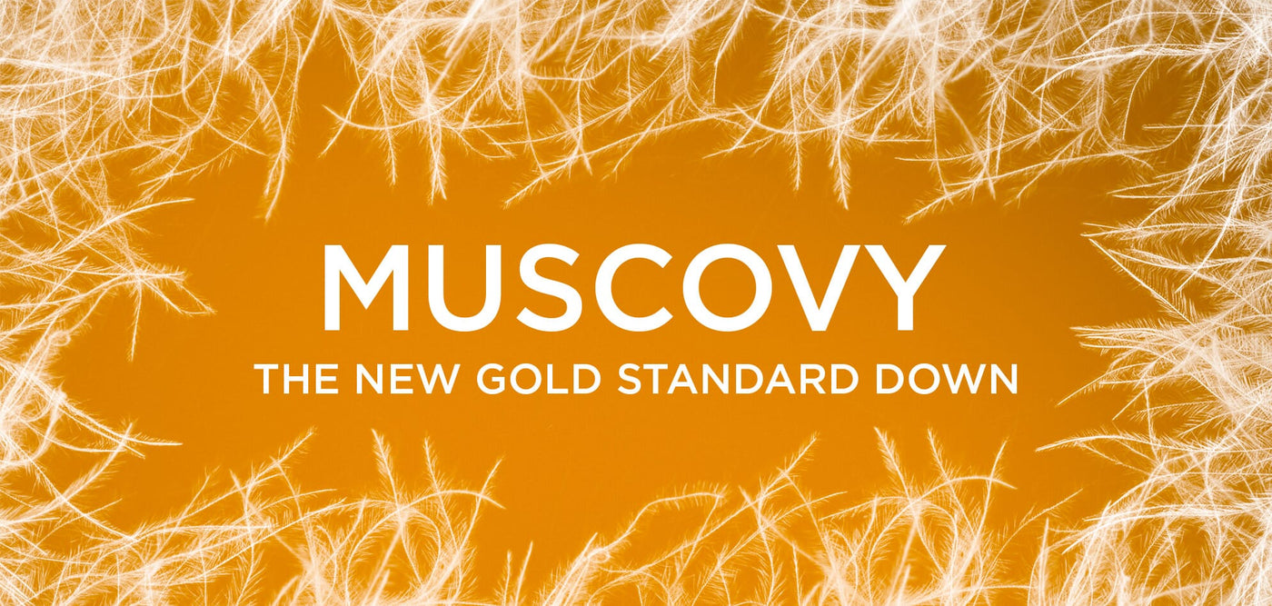 Zenbivy 900FP Muscovy Down | High Loft, Lower Cost